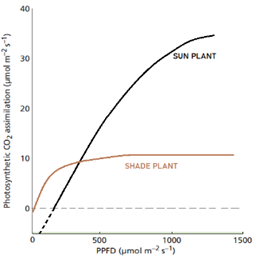 Light-response curves of photosynthetic carbon fixation in sun and ...