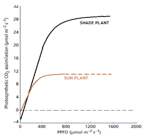 Light-response curves of photosynthetic carbon fixation in sun and ...