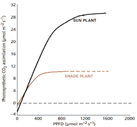 Light-response curves of photosynthetic carbon fixation in sun and ...